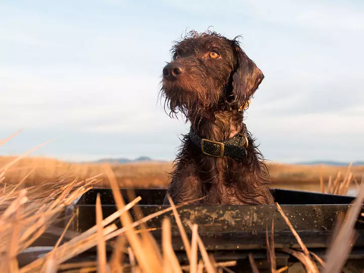 Нишондиҳандаи пудл (Poodle Pointer): тавсифи зоти саг бо аксҳо ва видеоҳо 5500_12