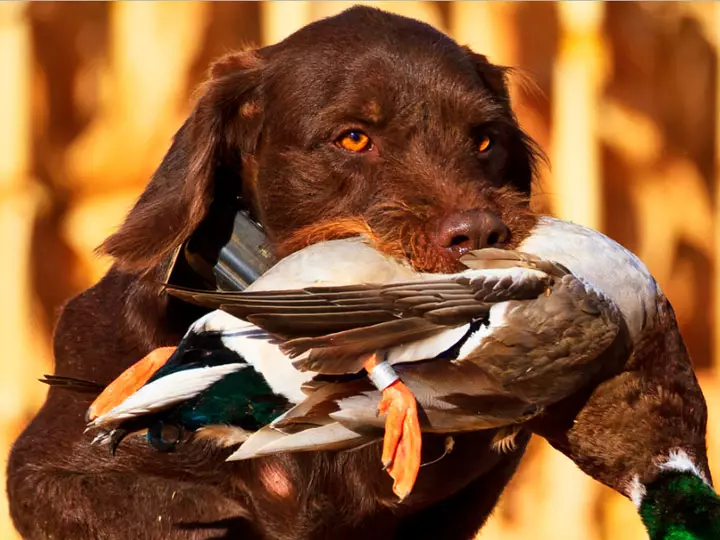 Poodle Pointer (Poodle Pointer): deskripsi jenis anjing dengan foto dan video 5500_13