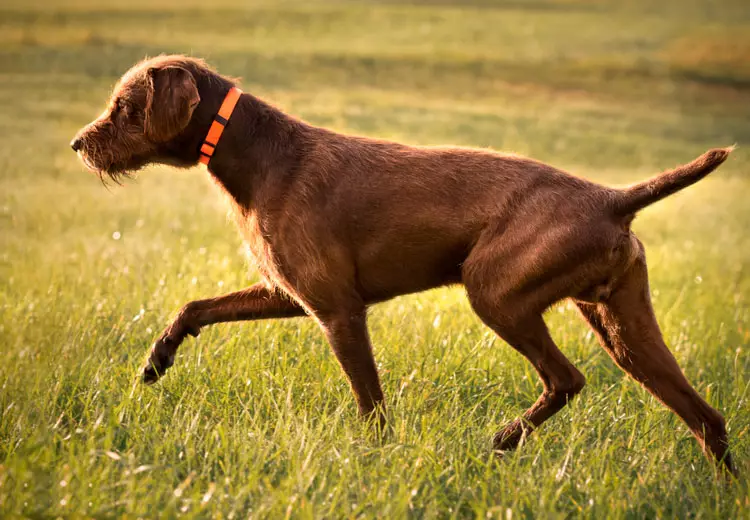 poodlepointer in the field