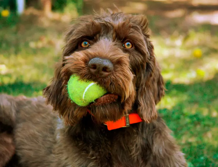 caniche avec une balle