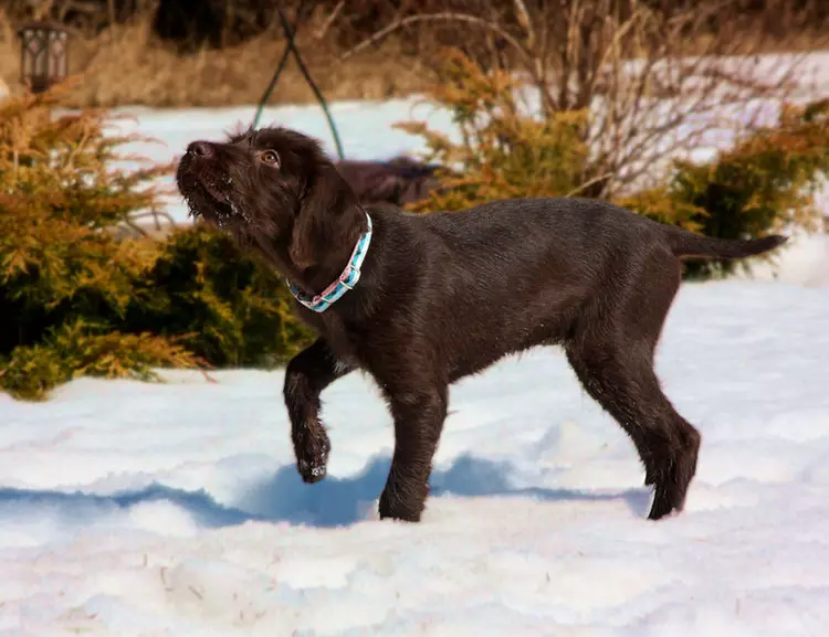 Poodle Pointer puppy