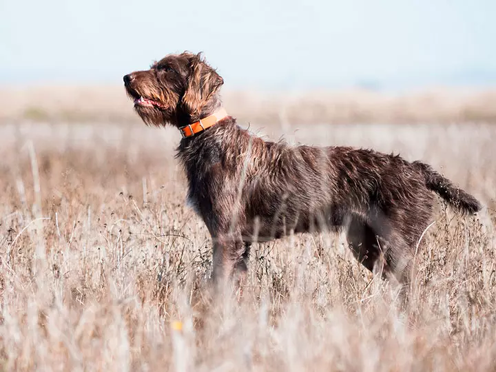 Нишондиҳандаи пудл (Poodle Pointer): тавсифи зоти саг бо аксҳо ва видеоҳо 5500_5