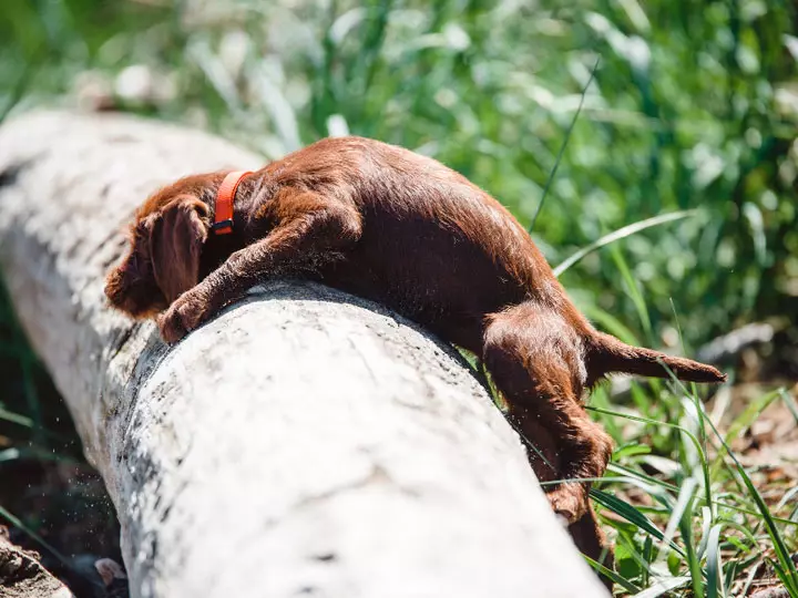 Setsi sa Poodle (Poodle Pointer): tlhaloso ea mofuta oa ntja o nang le linepe le livideo 5500_6