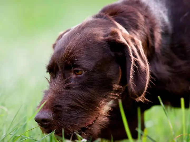 Нишондиҳандаи пудл (Poodle Pointer): тавсифи зоти саг бо аксҳо ва видеоҳо 5500_7