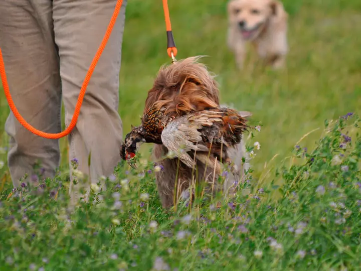 Setsi sa Poodle (Poodle Pointer): tlhaloso ea mofuta oa ntja o nang le linepe le livideo 5500_8