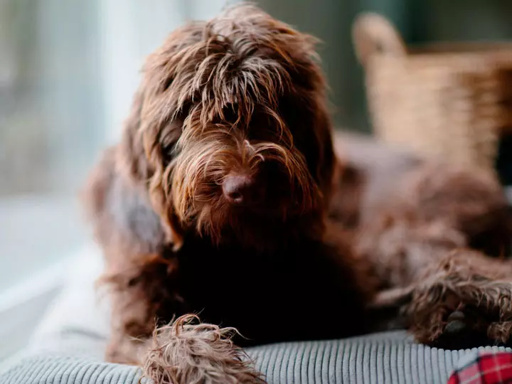 Poodle Pointer (Poodle Pointer): una descripción de la raza de perro con fotos y videos 5500_9