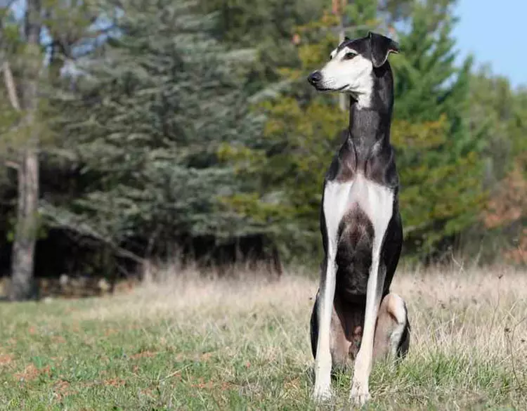 köpek türü sümüklü böcek