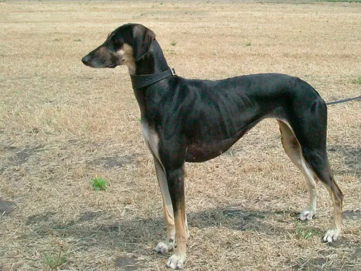 Slugi (Carab greyhound): sharraxaadda eeyaha eyga oo leh sawirro iyo fiidyowyo 5502_10