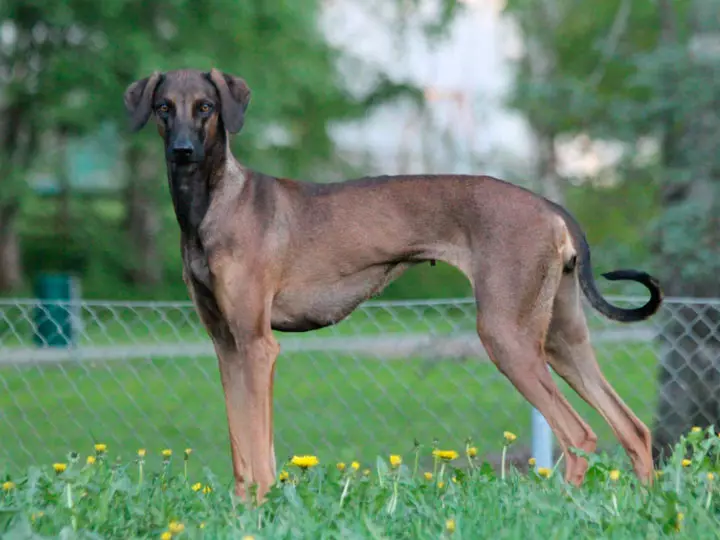 Slugi (Greyhound Għarbi): deskrizzjoni tar-razza tal-klieb b'ritratti u vidjows 5502_11