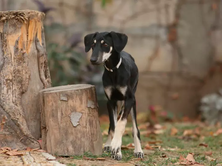 Slugi (Arap tazı): fotoğraf ve videolarla köpek ırkının tanımı 5502_12