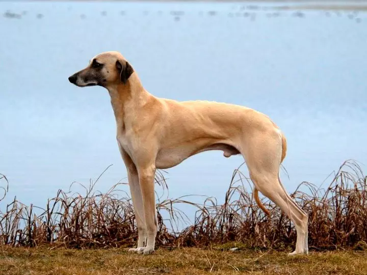 Slugi (Arabian greyhound): paghulagway sa lahi sa iro nga adunay mga litrato ug video 5502_13