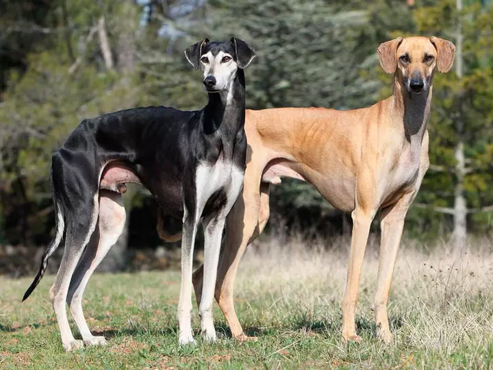 Slugi (greyhound arabo): famaritana ny karazana alika misy sary sy horonan-tsary 5502_14