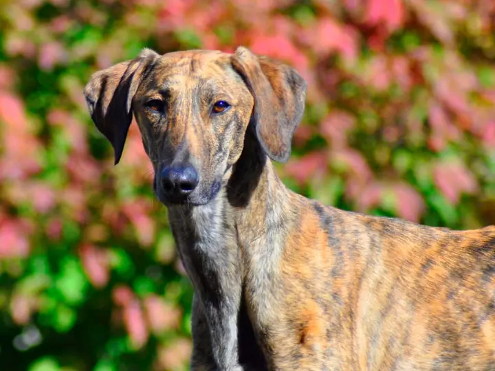 Slugi (greyhound arabo): famaritana ny karazana alika misy sary sy horonan-tsary 5502_15