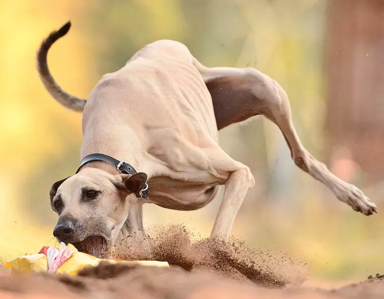 lure coursing