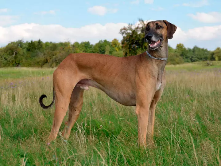 Slugi (Greyhound Għarbi): deskrizzjoni tar-razza tal-klieb b'ritratti u vidjows 5502_5