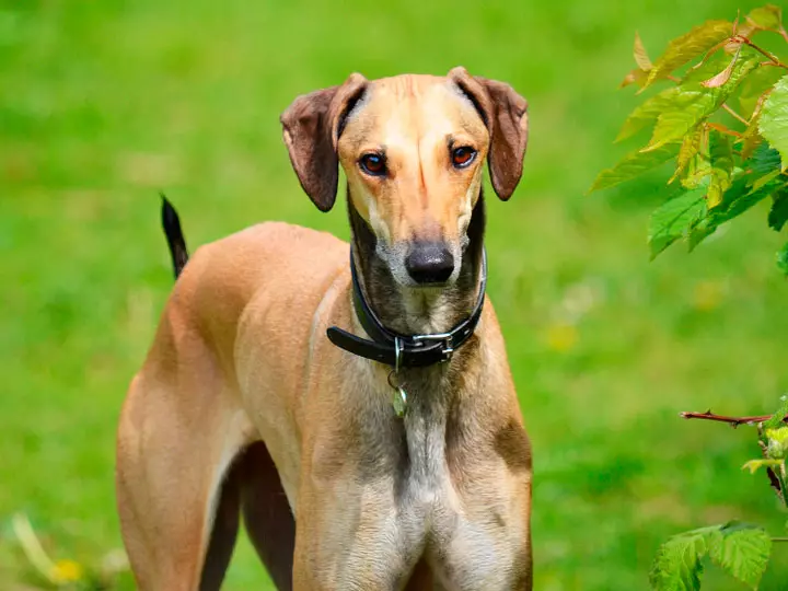 Slugi (Arabian greyhound): paghulagway sa lahi sa iro nga adunay mga litrato ug video 5502_6