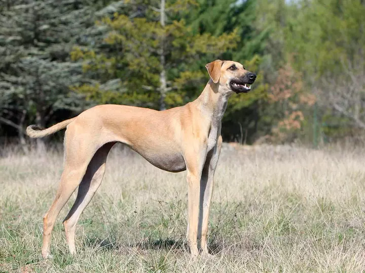 Slugi (greyhound arabo): famaritana ny karazana alika misy sary sy horonan-tsary 5502_7