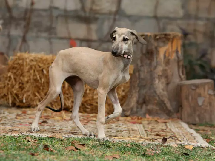 Slugi (Greyhound Għarbi): deskrizzjoni tar-razza tal-klieb b'ritratti u vidjows 5502_8