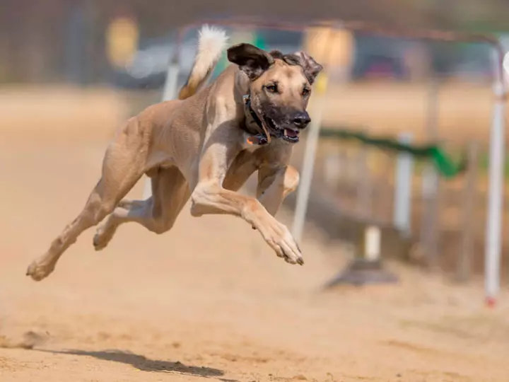 Slugi (Arap tazı): fotoğraf ve videolarla köpek ırkının tanımı 5502_9