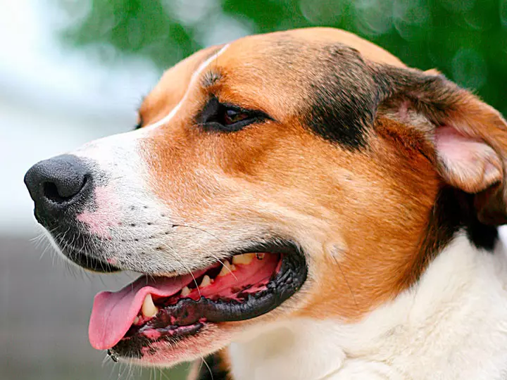 Foxhound الإنجليزية (كلب الثعلب الإنجليزي): نظرة عامة على سلالات الكلاب بالصور 5504_10