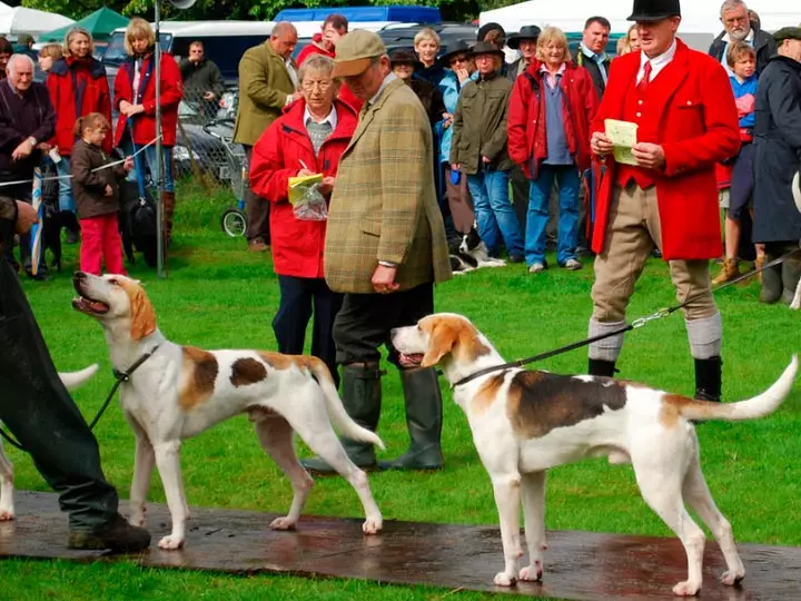 Turanci Foxhound (Harshen Fox na Turanci): taƙaitaccen bayanin nau'in kare tare da hoto 5504_11