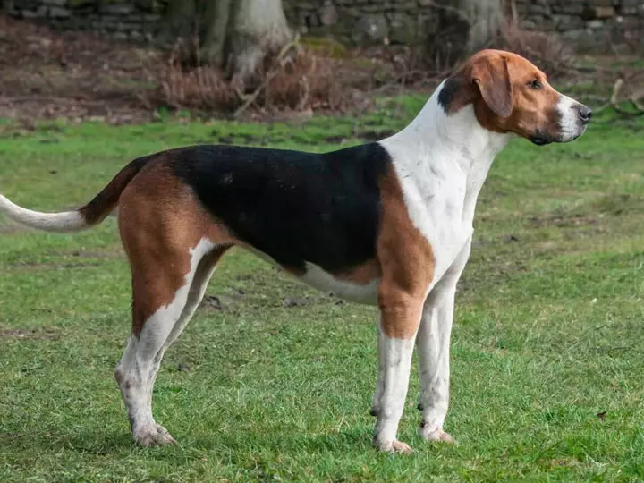 Foxhound الإنجليزية (كلب الثعلب الإنجليزي): نظرة عامة على سلالات الكلاب بالصور 5504_12