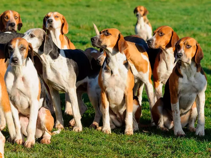 Foxhound الإنجليزية (كلب الثعلب الإنجليزي): نظرة عامة على سلالات الكلاب بالصور 5504_13