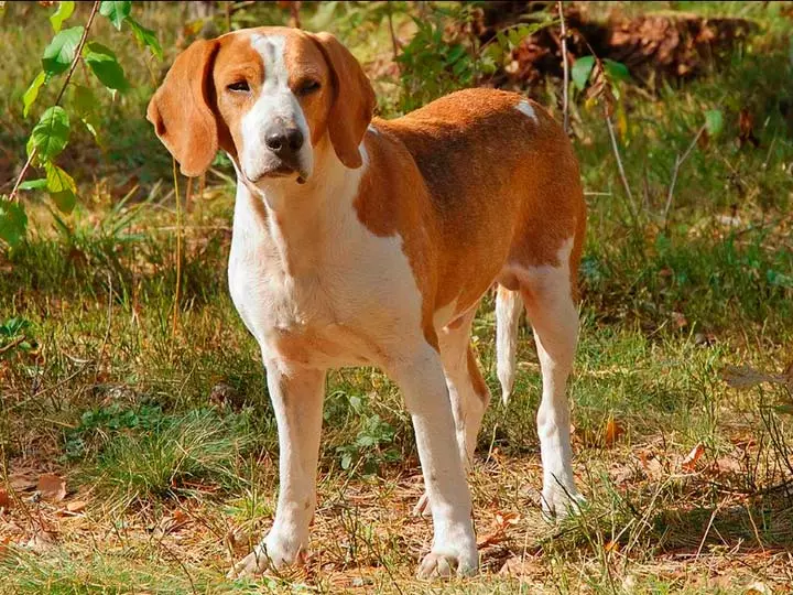 Foxhound الإنجليزية (كلب الثعلب الإنجليزي): نظرة عامة على سلالات الكلاب بالصور 5504_14