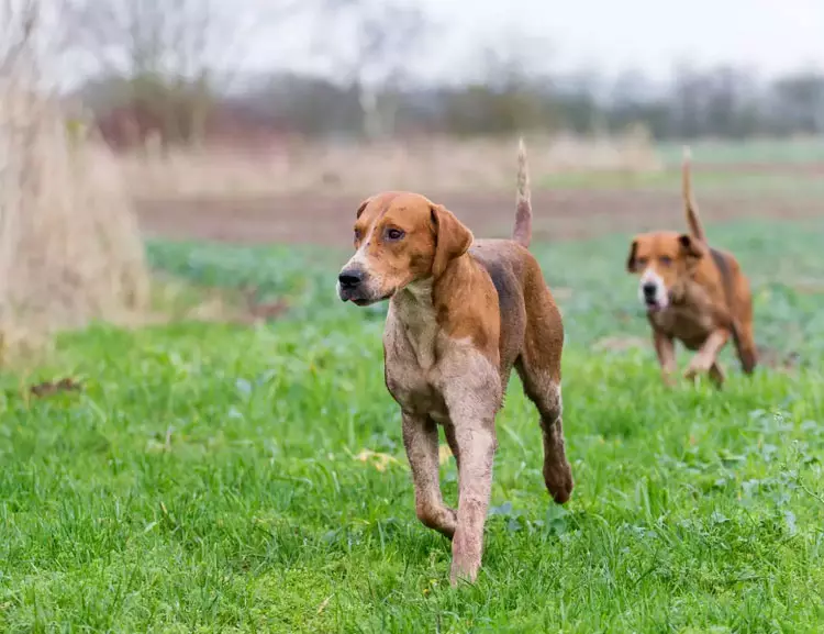 كلاب Foxhound الإنجليزية