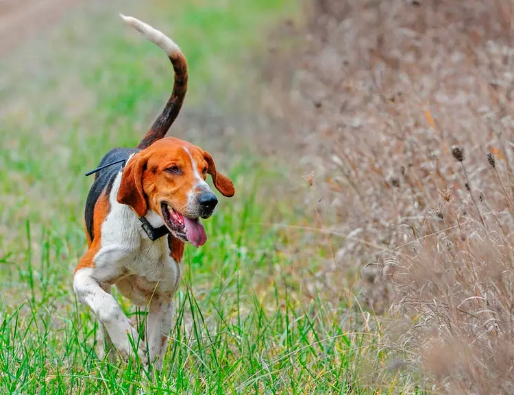 hoton foxhound na turanci