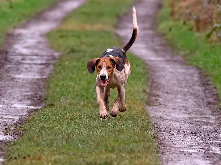 Enskur Foxhound (enskur refhundur): yfirlit yfir hundategundina með ljósmynd 5504_5