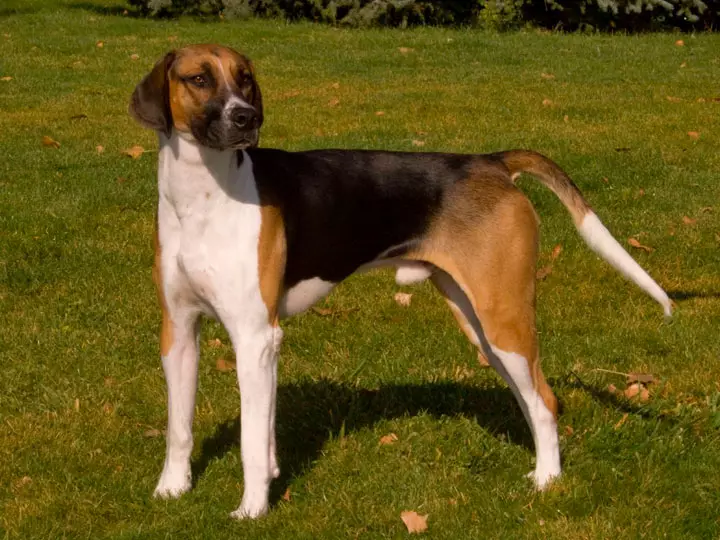 Foxhound الإنجليزية (كلب الثعلب الإنجليزي): نظرة عامة على سلالات الكلاب بالصور 5504_6