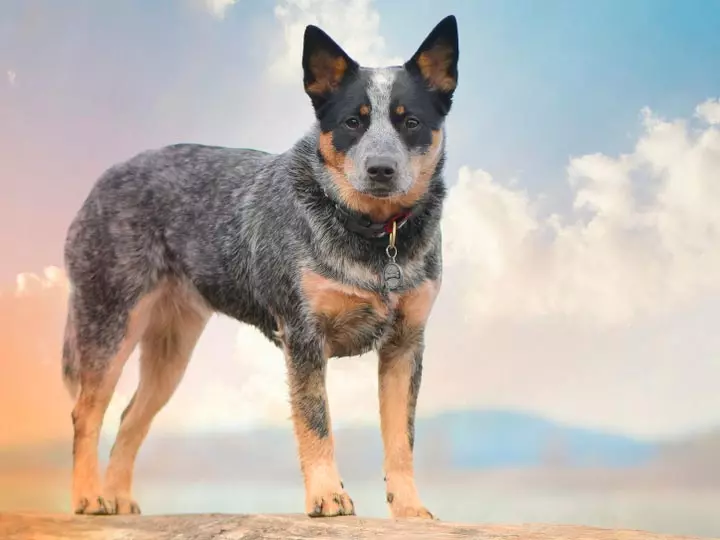 Australijos gydytojas (šuo su virduliu): veislės aprašymas su nuotraukomis ir vaizdo įrašais