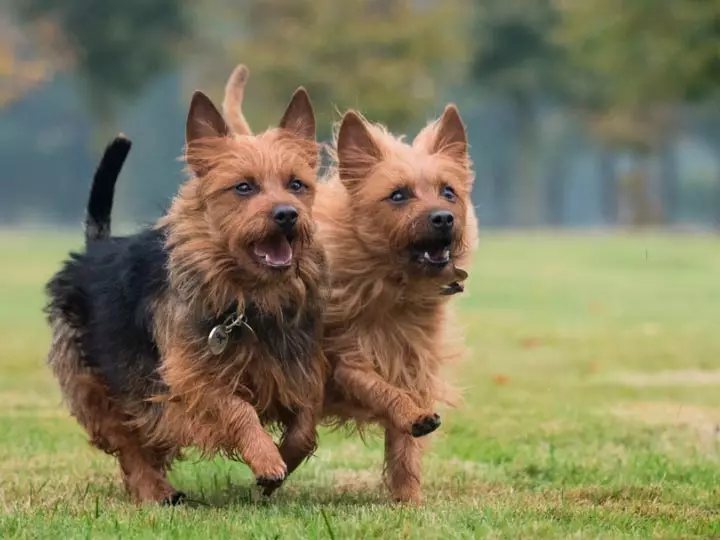 Terrier Australian: përshkrimi i racës së qenve me foto dhe video 5515_12