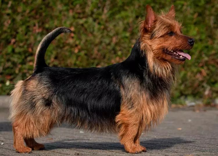 pamantayan ng australian terrier