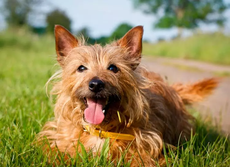 race terrier australiane