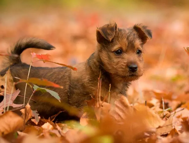 cachorro terrier australiano