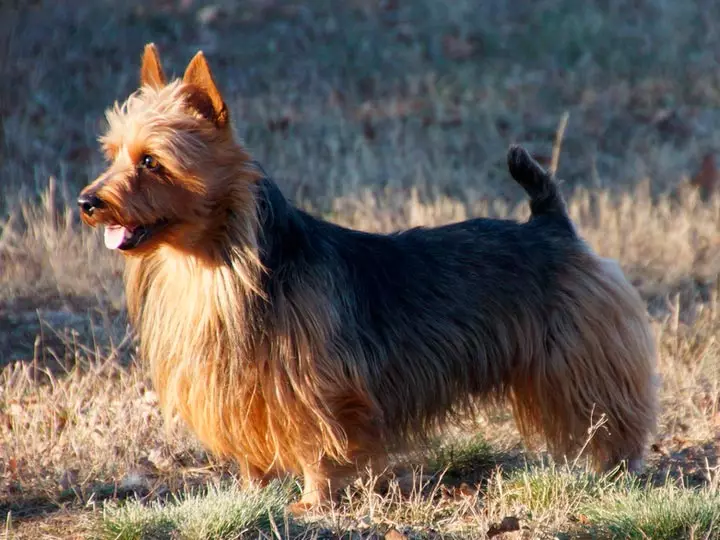 Terrier Australian: përshkrimi i racës së qenve me foto dhe video 5515_6