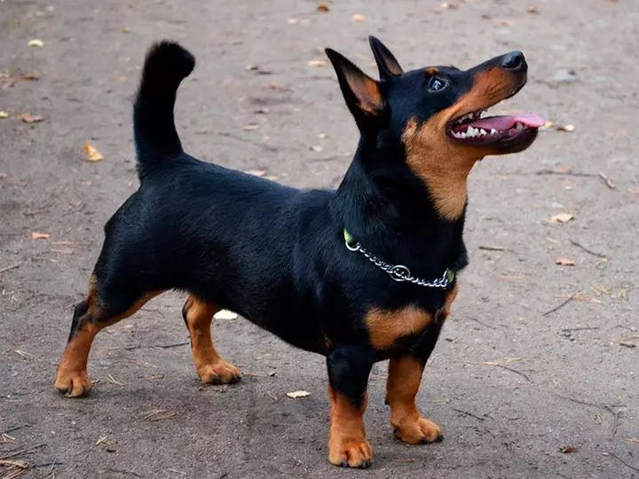 شفا دهنده لنکاوی: شرح نژاد سگ با عکس و فیلم 5516_11