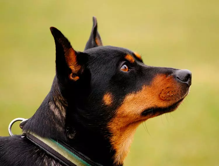 cão da raça Lancashire curandeiro