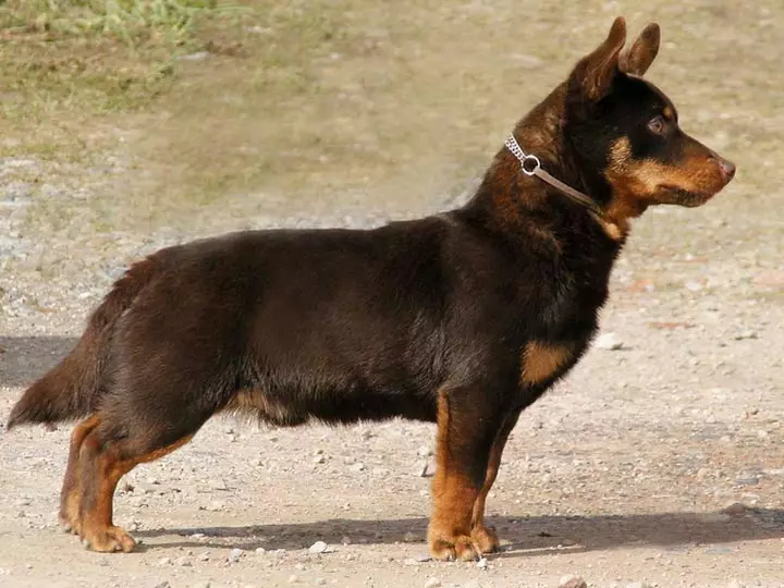 Лечител от Ланкашир: описание на породата кучета със снимки и видеоклипове 5516_5