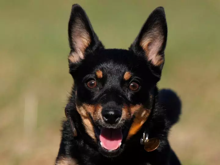 蘭開夏治療師：用照片和視頻描述狗的品種 5516_6