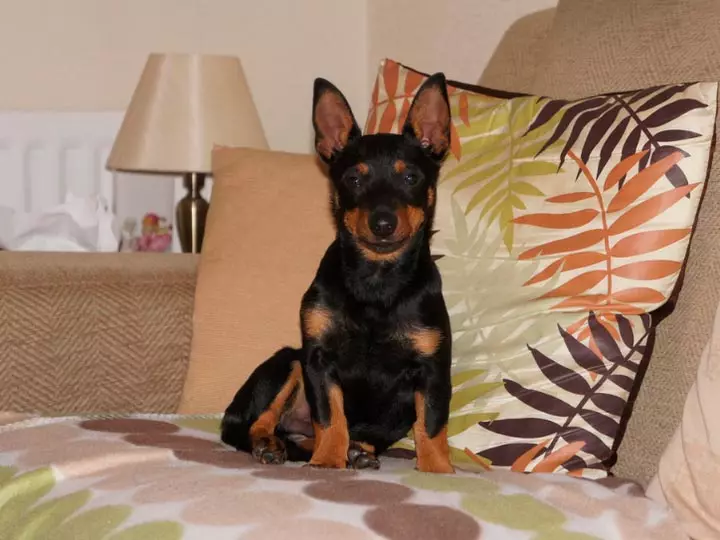 Лечител от Ланкашир: описание на породата кучета със снимки и видеоклипове 5516_7