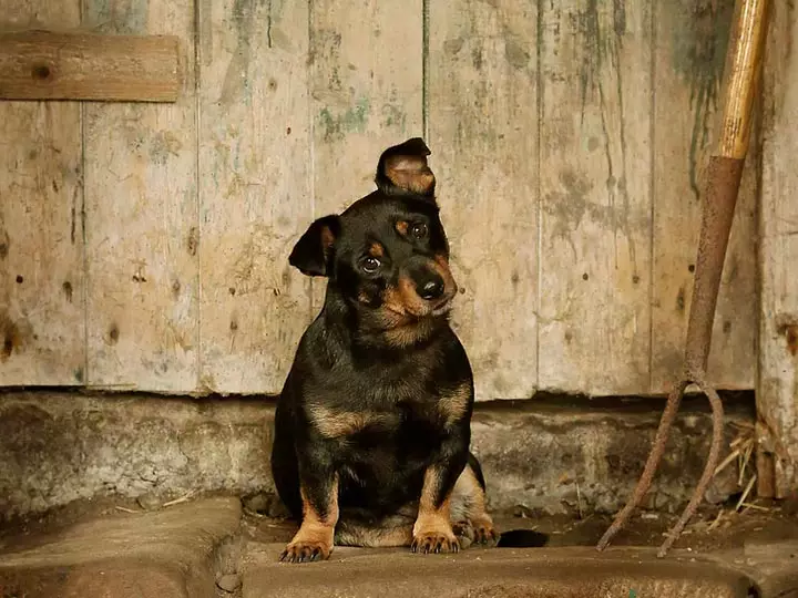 लँकशायर बरे करणारा: फोटो आणि व्हिडिओंसह कुत्र्याच्या जातीचे वर्णन 5516_8