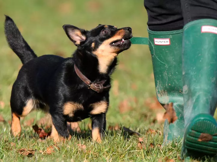 Лечител от Ланкашир: описание на породата кучета със снимки и видеоклипове 5516_9