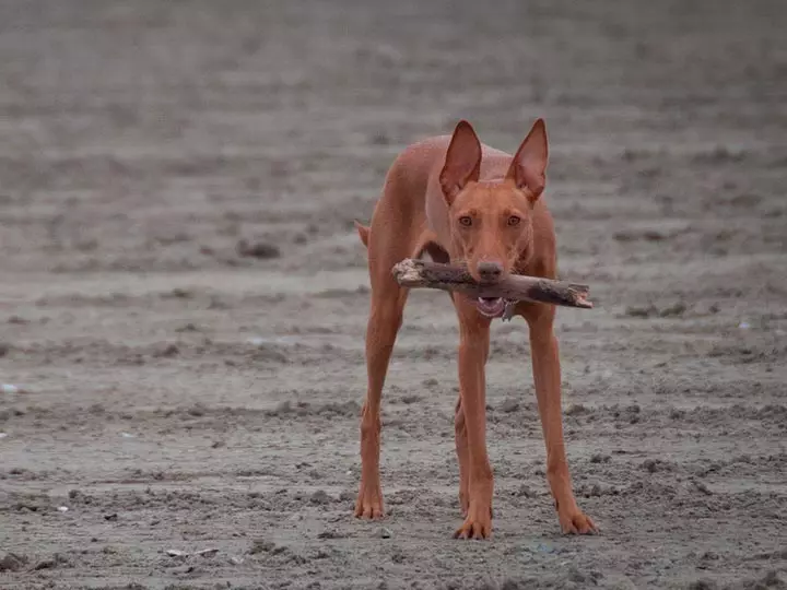 Cirneco del Etna: descrição da raça canina com fotos e vídeos 5520_10