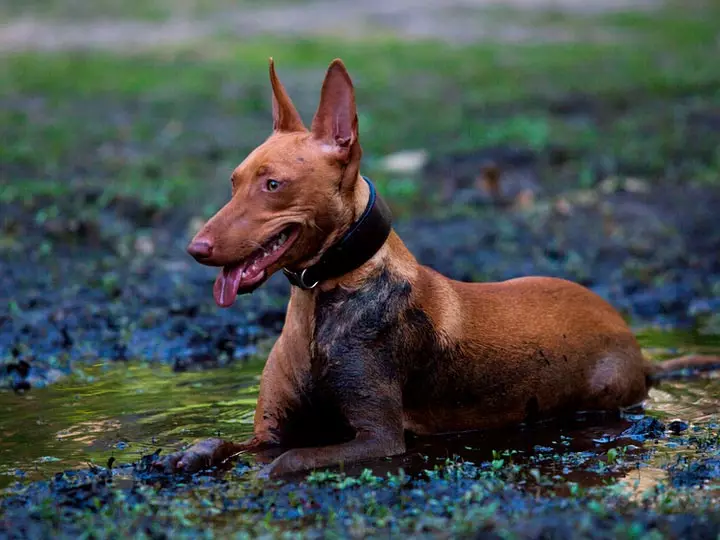 Cirneco del Etna: malongosoledwe a mtundu wa agalu ndi zithunzi ndi makanema 5520_11