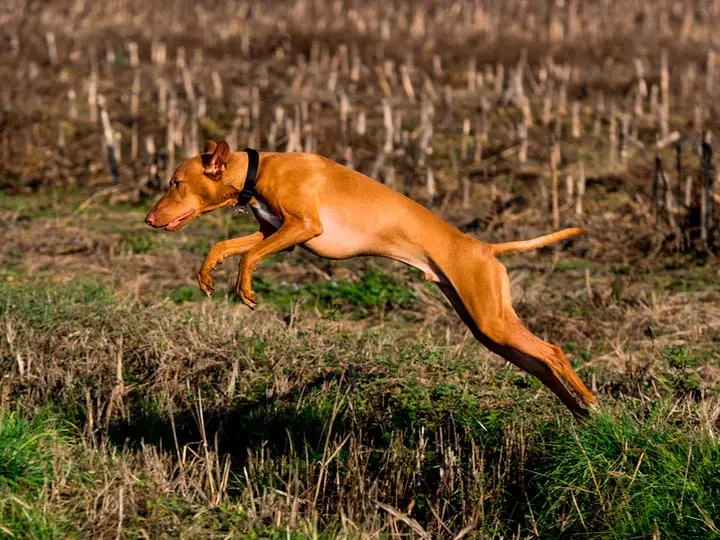 Cirneco del Etna: malongosoledwe a mtundu wa agalu ndi zithunzi ndi makanema 5520_13