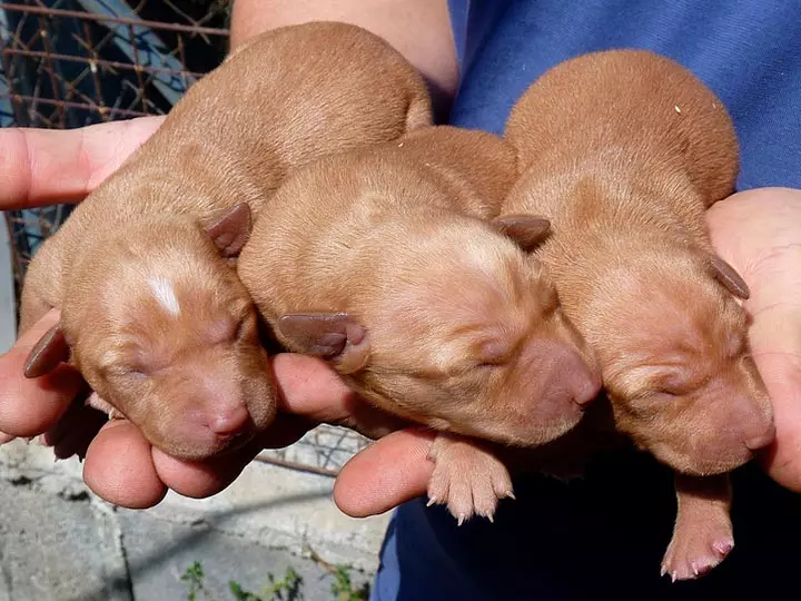 Cirneco del Etna: ဓာတ်ပုံနှင့်ဗွီဒီယိုများဖြင့်ခွေးမျိုးစိတ်ကိုဖော်ပြချက် 5520_14