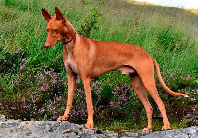 raça de cães Cirneco del Etna